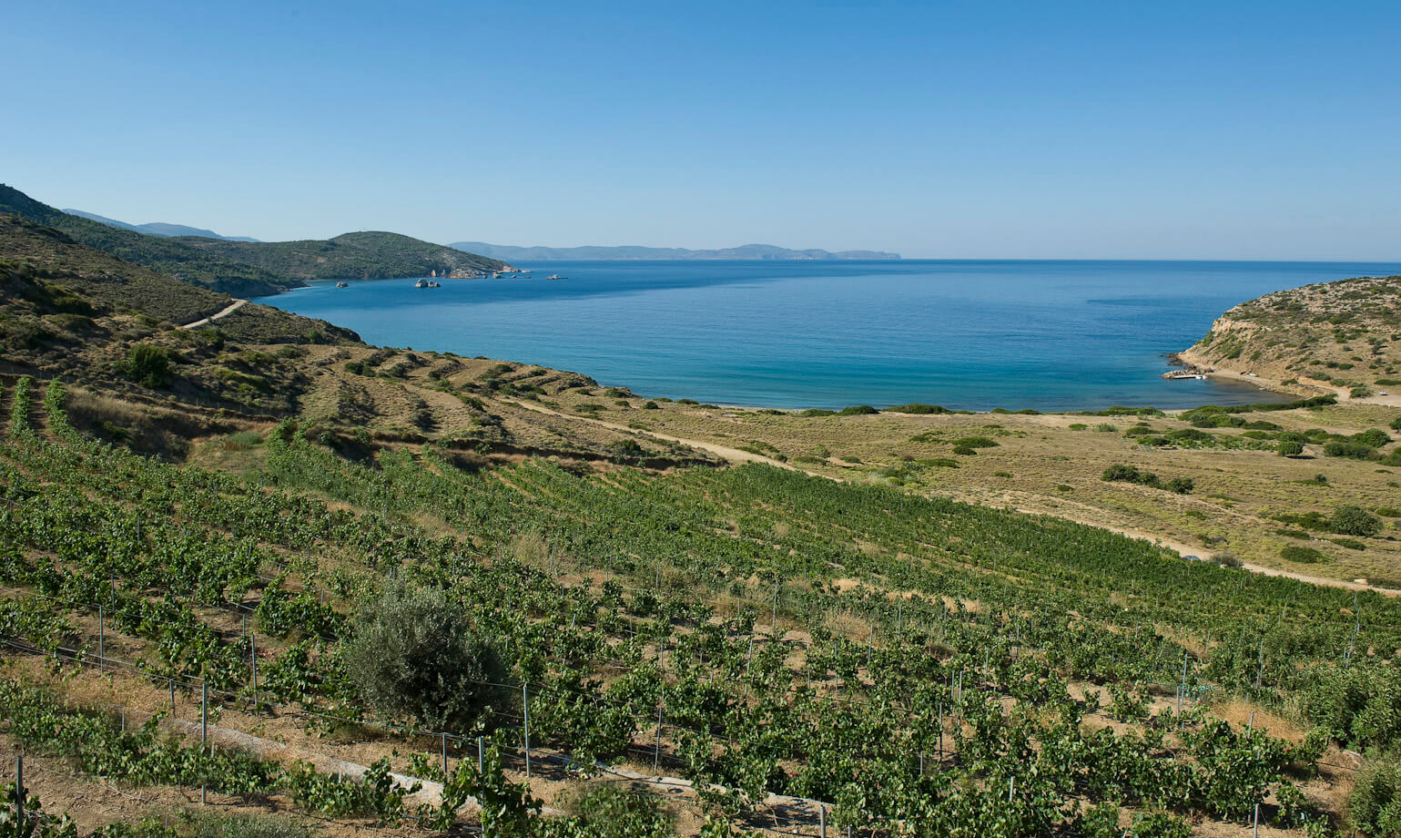 Kefala Estate, Vineyards and Winery. Quality and Pure Wine - Chios